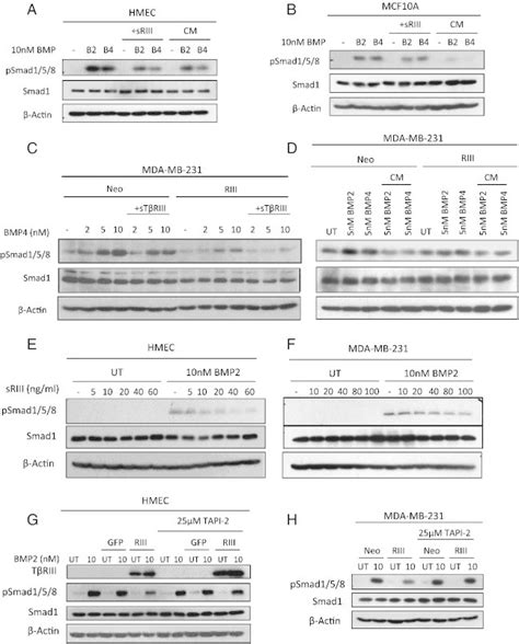 The Balance Of Cell Surface And Soluble Type Iii Tgf β Receptor Regulates Bmp Signaling In