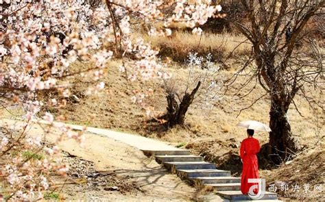 “赏万亩山桃花，品生态姚家沟”宝鸡市凤翔区姚家沟镇举办第五届桃花节西部决策网国家一类新闻网站