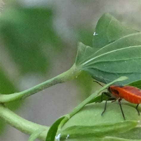 Insect Detection Object Detection Dataset By Public