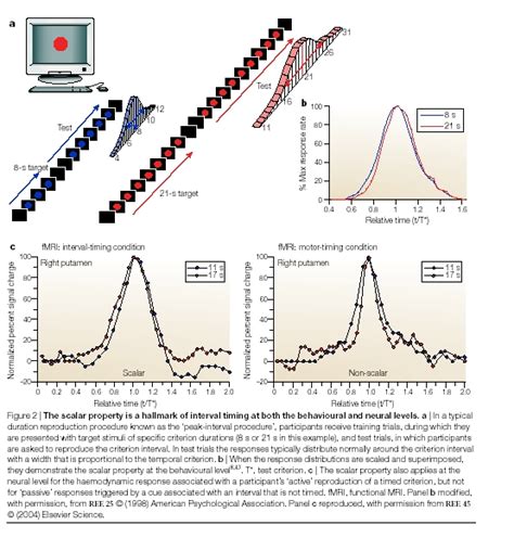 Scalar Expectancy Theory
