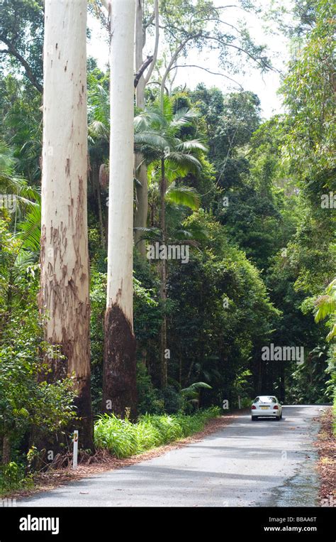 Car Driving Through Tree Hi Res Stock Photography And Images Alamy