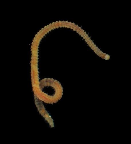 Genus Lumbrineris · Inaturalist