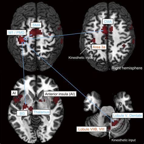 Pdf Body Representations In The Human Brain Revealed By Kinesthetic Illusions And Their