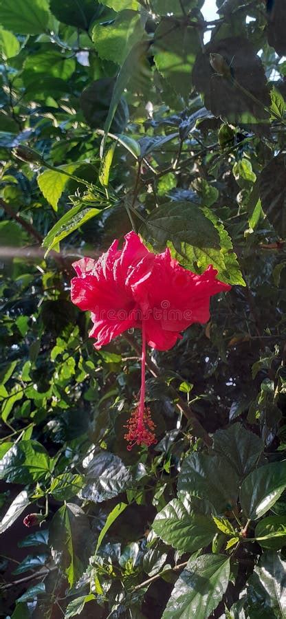 Single Hibiscus Flower Medicinal Stock Image Image Of Hibiscus Medici 258708127