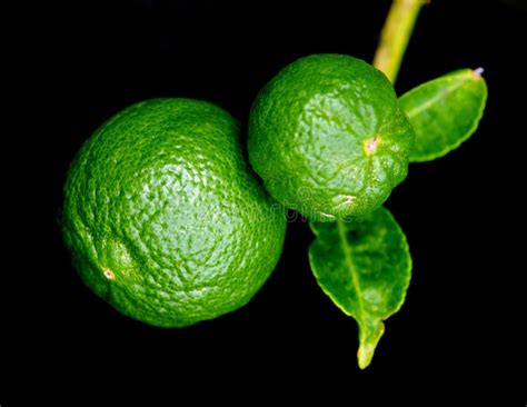 Bergamot Orange Hanging Fruits With Leaf Isolated On Black Background
