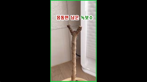 녹보수가지치기죽어가는식물살리기 Youtube