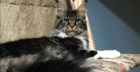 The 10 Best Maine Coon Breeders In Ohio