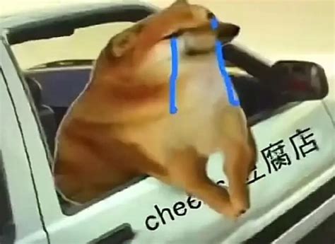 Cheemsdoge合集【2】｜正常人用的表情包（含对比图） 哔哩哔哩