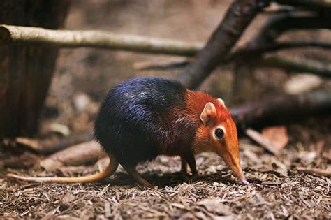 Elephant Shrew Animal Facts Elephantulus A Z Animals