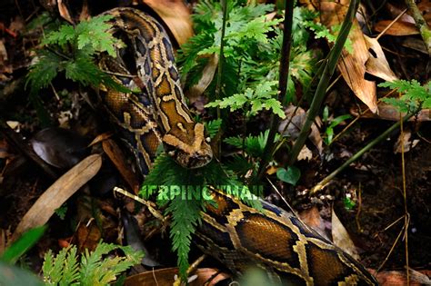 Python Bivittatus Burmese Python HerpingThailand Com