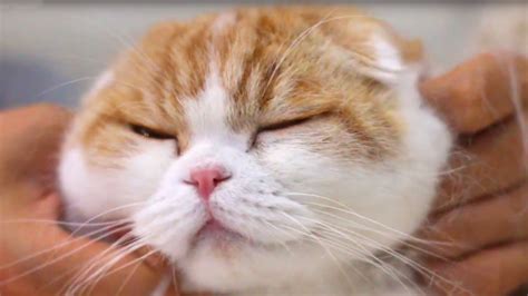 Asmr Cat Massage Youtube