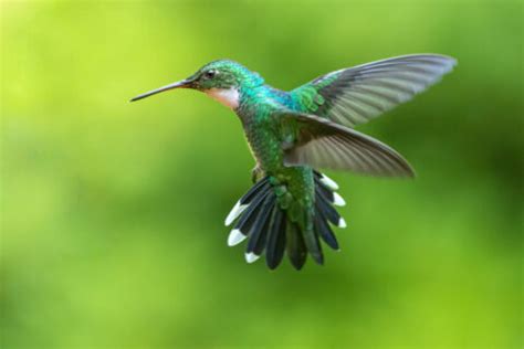 National Hummingbird Day Celebrating Natures Tiny Jewels Agway Of