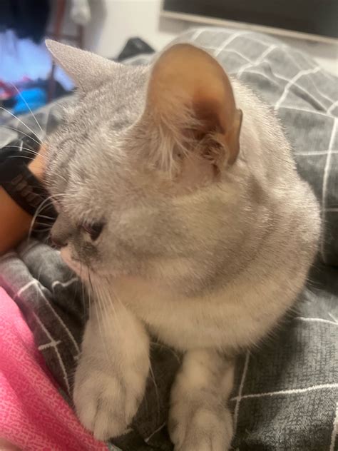 每天回家猫都要在我身上趴一会持续1年多了 NGA玩家社区