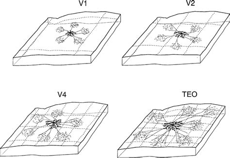Schematic Of Sampling Topography Of Supragranular Pyramidal Cells In Download Scientific