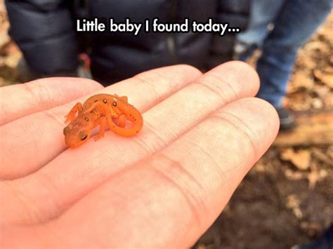 A Tiny Eastern Newt