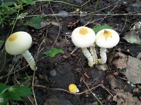 日月峡菌类14 斑盖金钱菌 生态图像库