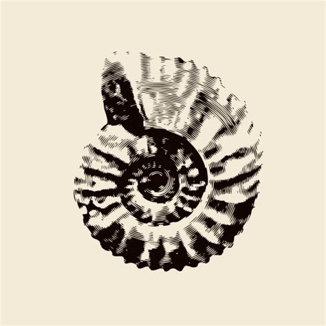 Fossil Ammonite Line Art Royalty Free Vector Image