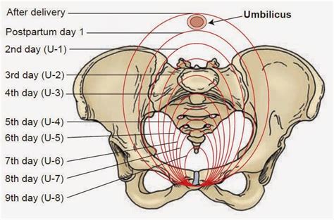 Involution Of The Uterus ~ Nursing