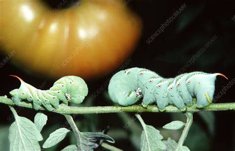 Tobacco Hornworms On Tomato Plant Stock Image C0065839 Science