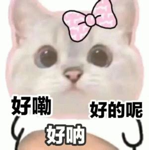 小猫咪好嘞 好的呢 好呐表情包表情包图片gif动图 求表情网 斗图从此不求人