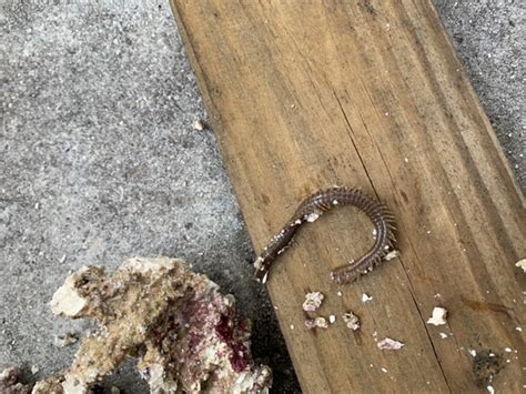 Bobbit Worm I Presume Reef2reef