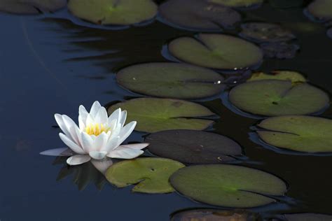 水培睡莲怎么养 花友之家