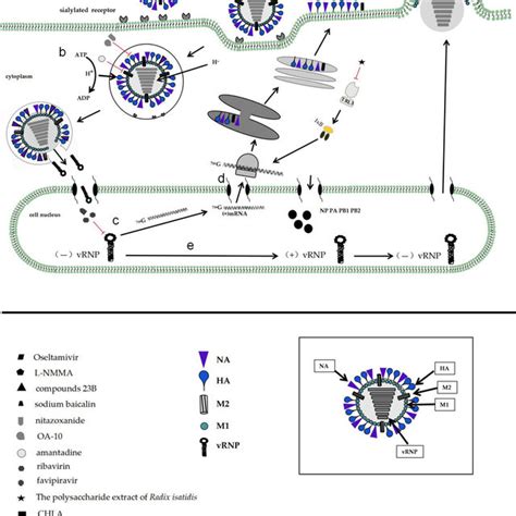 Replication Cycle Of Influenza Virus And Targets Of Anti Influenza