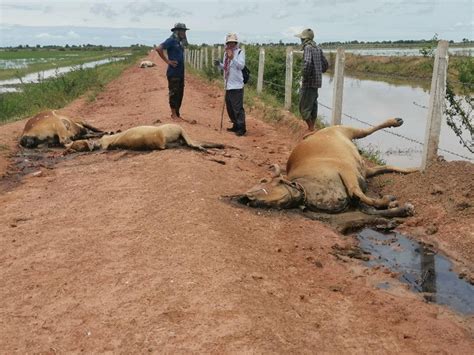 គោ១៧ក្បាលងាប់ នៅកំពង់ធំ ដោយសារពុលទឹកថ្នាំបាញ់ស្មៅរបស់ពលរដ្ឋ