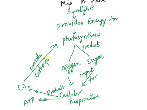 Photosynthesis Concept Map Directions Using The Following Concepts