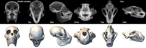 Single Image Tomography 3D Volumes From 2D X Rays DeepAI