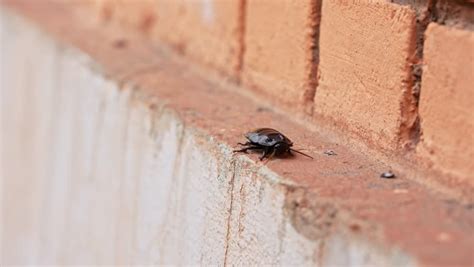 Download Madagascar Cockroach Hissing Sound Effects