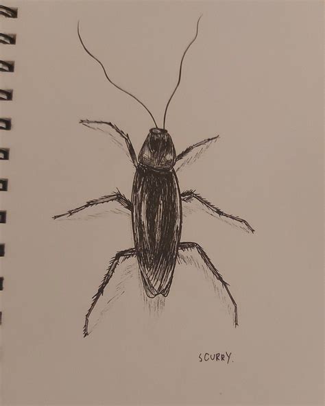 Bug Drawing