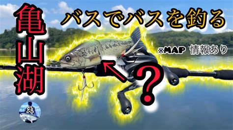 夏の亀山ダムを攻略 ️【バス釣り】レンタルボート×ビッグベイト【亀山湖】 Youtube