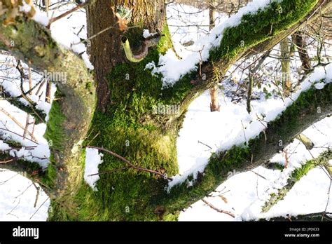 Snow On A Tree Stock Photo Alamy