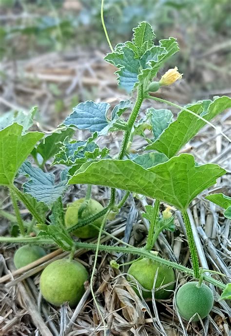 Cucumis Melo Ssp Nepeta Melone Giapponeseminimelon Wild Melon