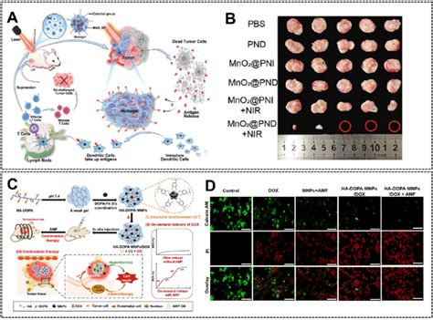 A The Schematic Diagram Of The Catechol Modified Adhesive Hydrogel Download Scientific