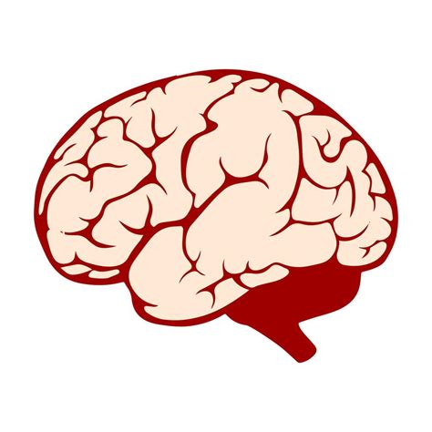 Human Brain Vector Design 14895149 Vector Art At Vecteezy