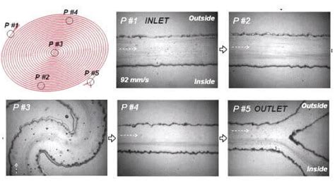 Cell Sorting Techniques A Review Of Label Free Methods Elveflow
