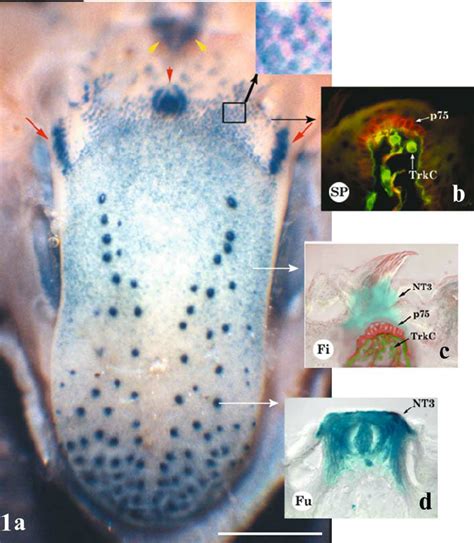 P75ntr Expression Patterns Are Shown For Postnatal Mouse Tongue A
