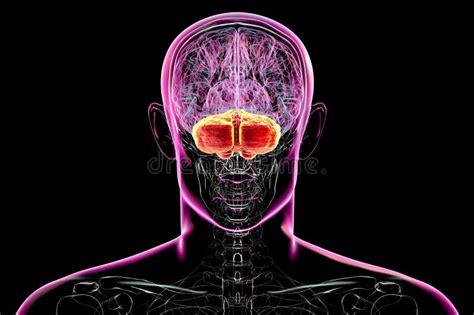 Human Brain With Highlighted Cerebellum 3d Illustration Cerebellum Is