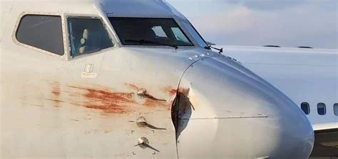 Bird Strike Raviation