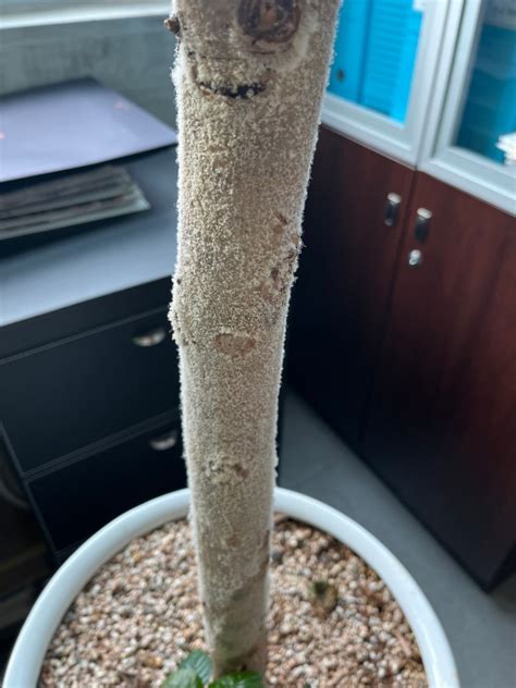 나무 곰팡이 생긴건가요 지식in