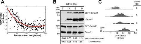 Figures And Data In Response To Nodal Morphogen Gradient Is Determined By The Kinetics Of Target