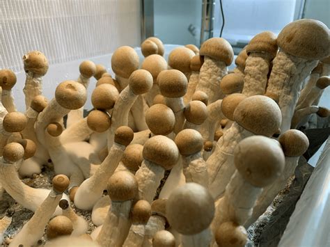 First Time Growing Penis Envy Is It Ready For Harvest Rshroomers