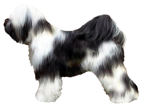 Tibetan Terrier Grooming