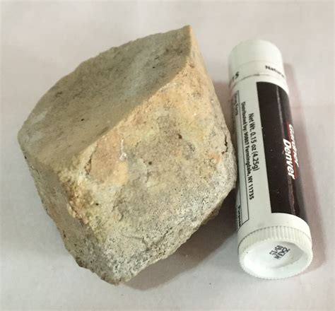 Bone Fossil Id The Fossil Forum