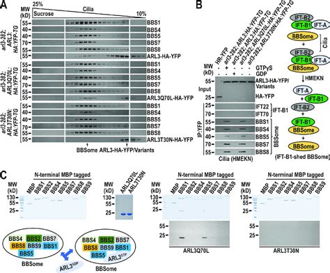 The Bbsome Can Shed From Retrograde Ift Trains At The Tz Region To Act Download Scientific