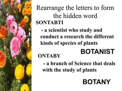 Plant Classificationpptxjghfhfhhvhfhvhvh Ppt