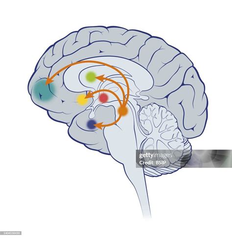 Circuit Of The Brains Reward System With Active Areas News Photo