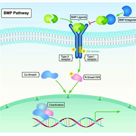 Regulation Of Bmp Signaling By Secreted Regulators During Dv